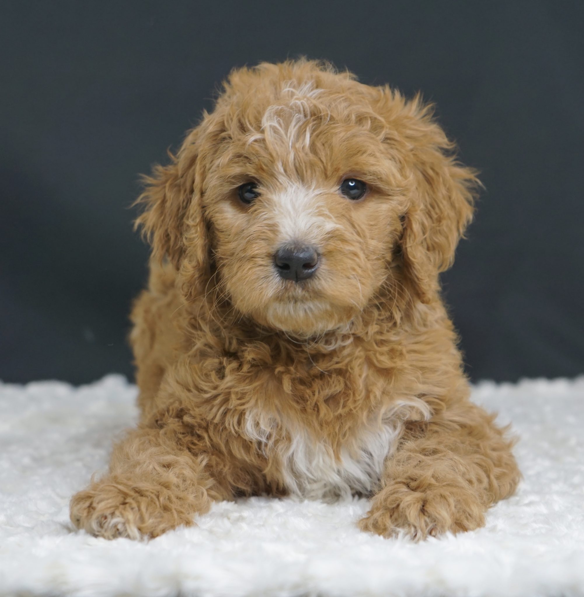 About our Cavapoos Goldendoodles at Millers Luxury Puppy