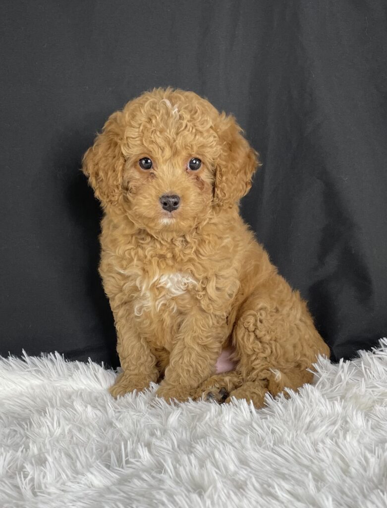 Max a delightful F1b Mini Cavapoo looking for a forever home