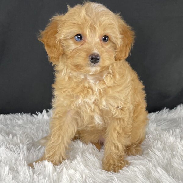 Cavapoo & Mini Goldendoodle Puppies Ohio | Miller’s Luxury Puppy