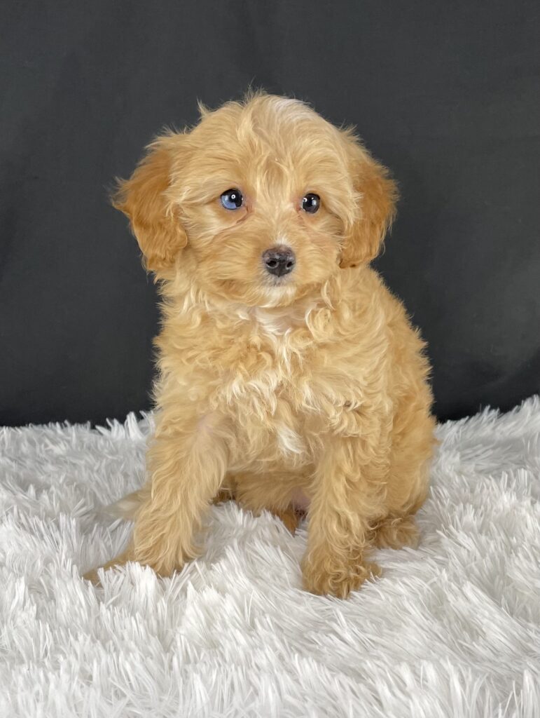 Maggie a delightful F1b Cavapoo looking for a forever home